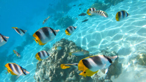 Voila Moorea Snorkel Tour - Everything you need to know